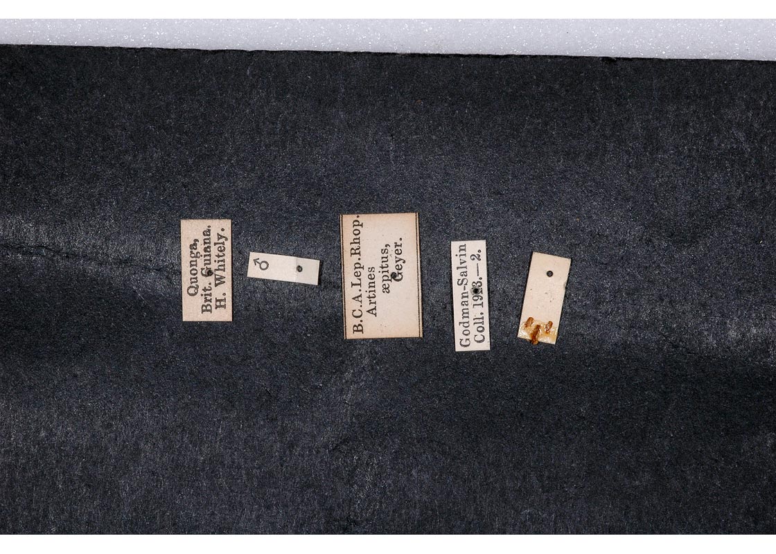 Artines focus (type specimens)